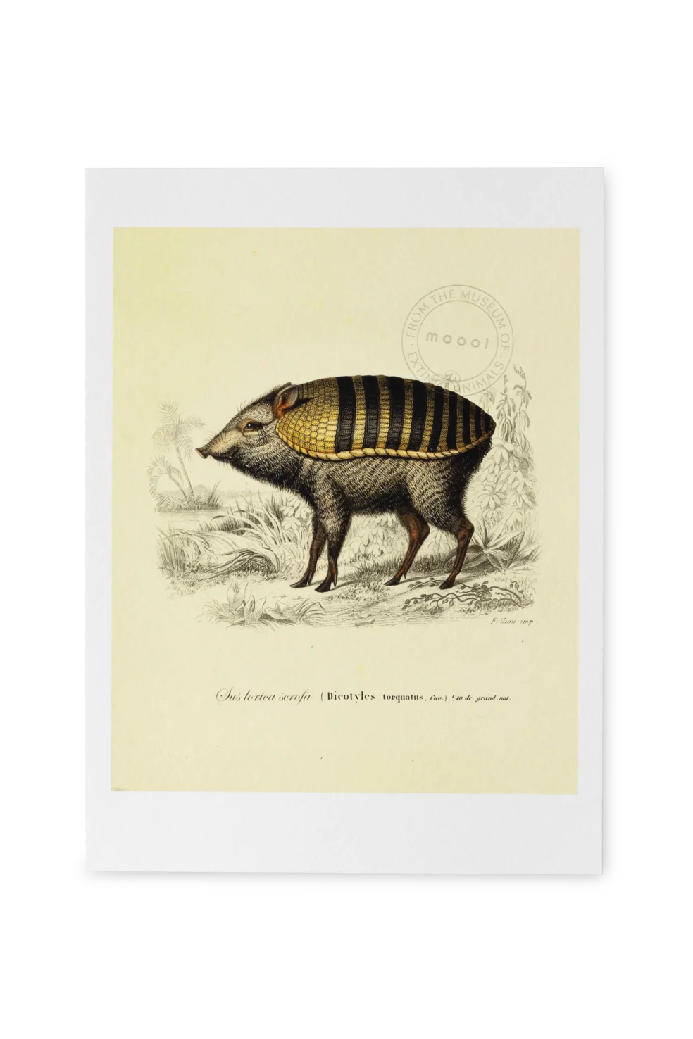 Extinct Animals Print - Moooi